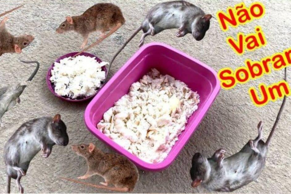 Como acabar com os ratos da sua casa de uma vez por todas sem utilizar ...